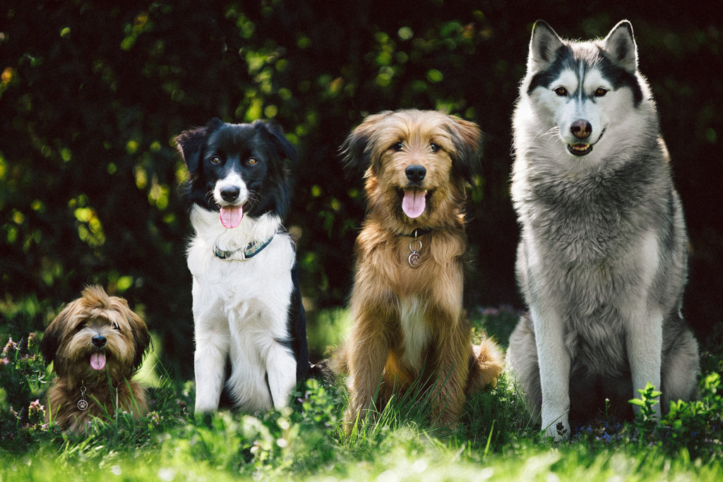 Appropriate Dog Food – Vagabondogs